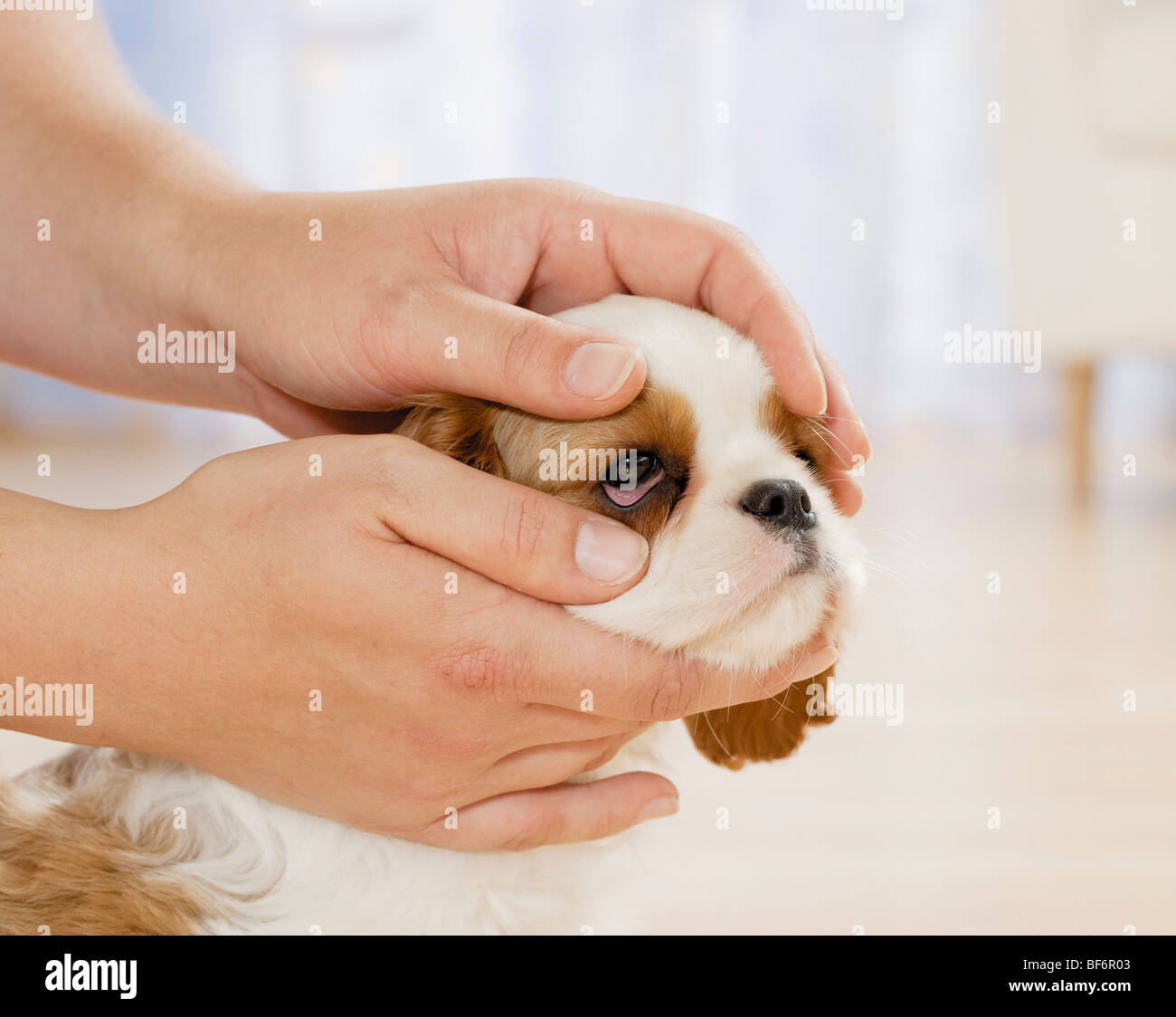 Cavalier King Charles Spaniel Eye High Resolution Stock Photography and ...