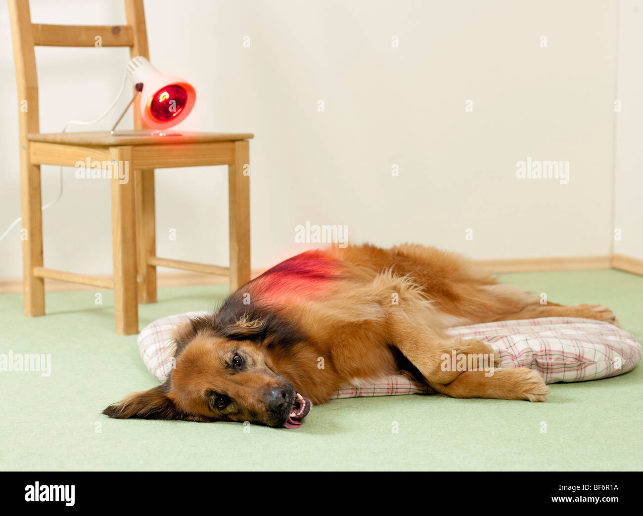 mixed- breed dog lying under infrared light Stock Photo - Alamy