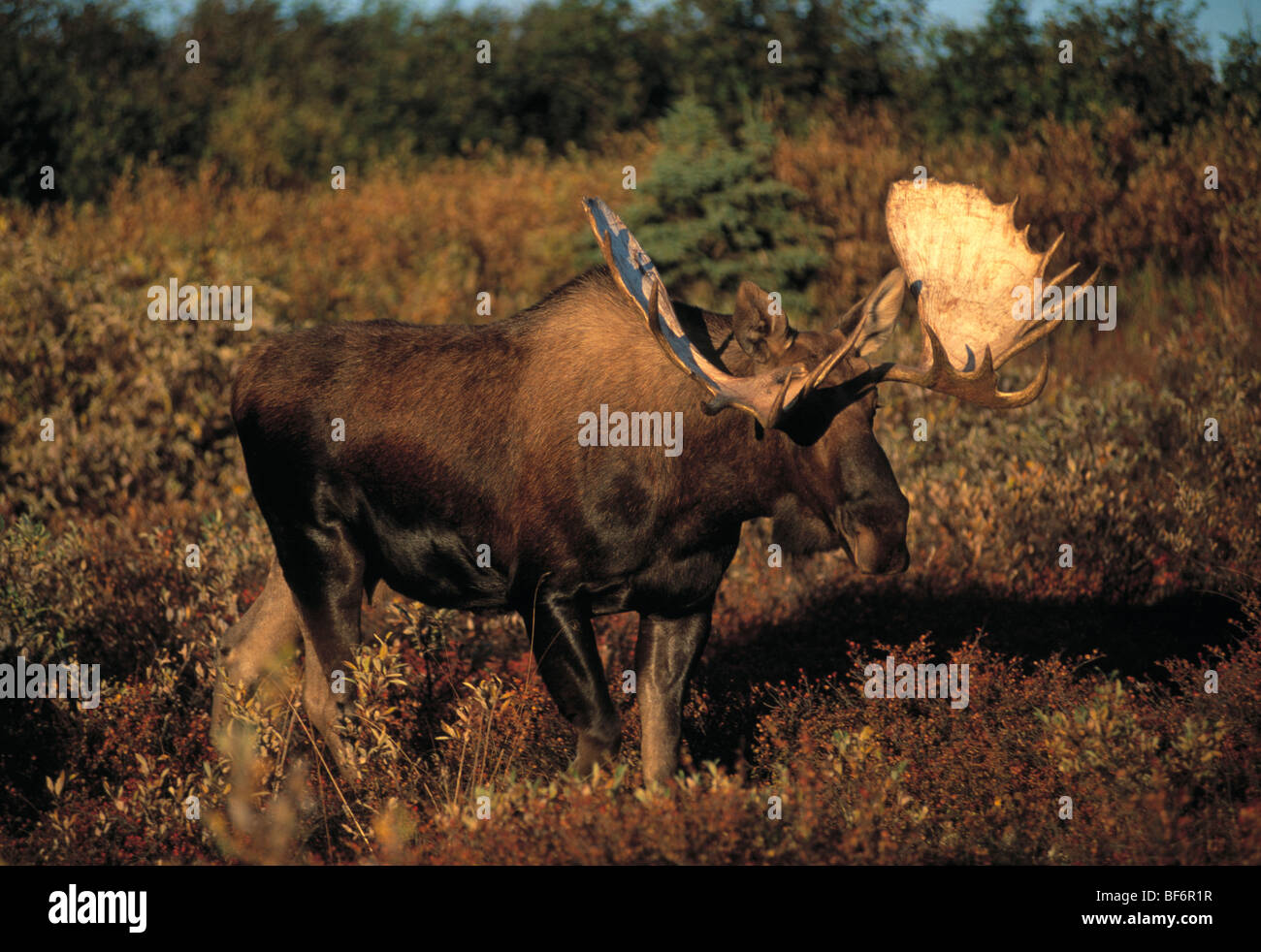 moose, elk, alces alces Stock Photo - Alamy