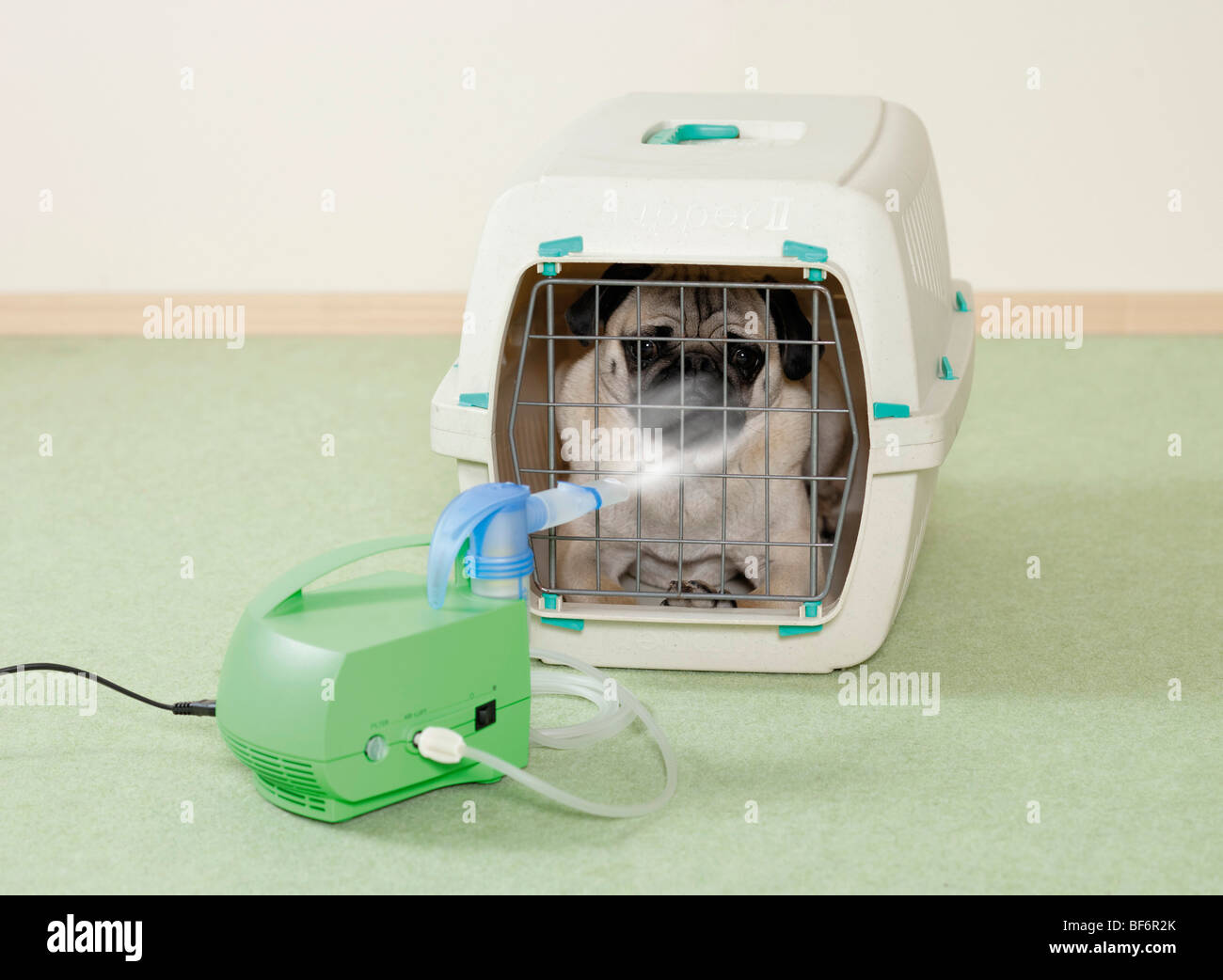 pug dog - lying in box for transport - inhaling Stock Photo - Alamy