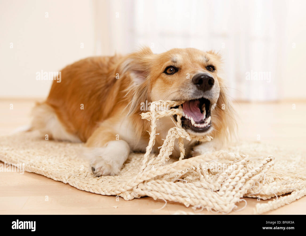 Bad dog hi-res stock photography and images - Alamy