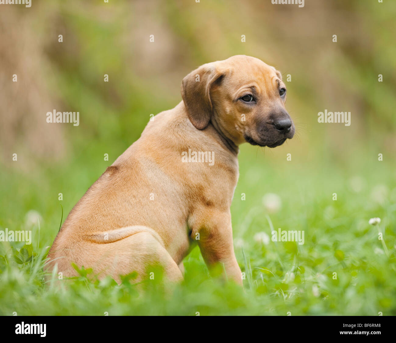 Rhodesian Ridgeback dog - puppy sitting on meadow Stock Photo - Alamy