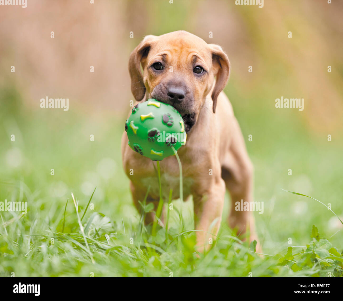 Rhodesian Ridgeback dog - puppy with ball Stock Photo - Alamy