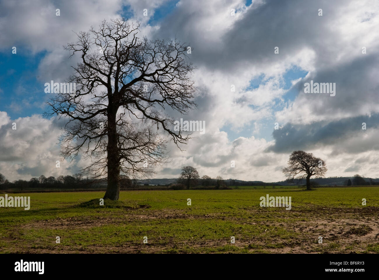 Oak Tree in the early spring in a field of spring wheat Somerset ...