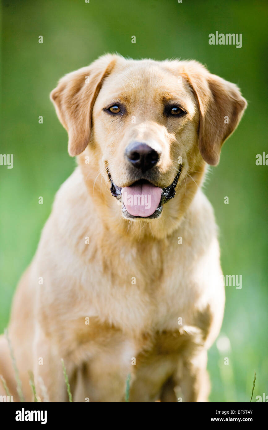 Labrador Retriever dog - portrait Stock Photo - Alamy