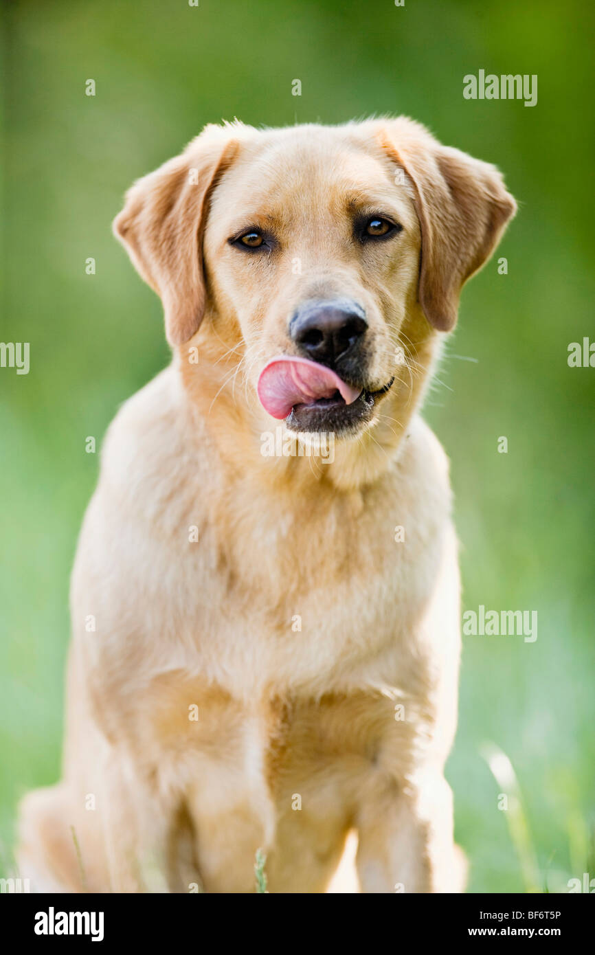 Labrador Retriever. Adult dog licking its mouth Stock Photo - Alamy