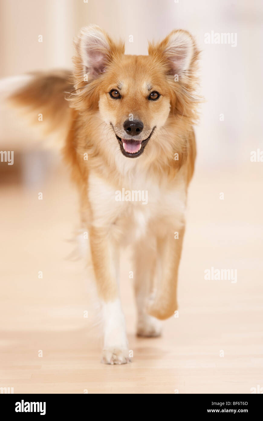 Mixed breed dog pet Cut Out Stock Images & Pictures - Alamy