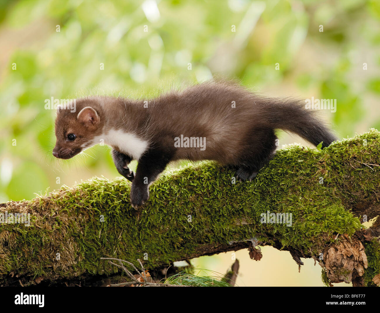 young Beech Marten - walking / Martes foina Stock Photo - Alamy