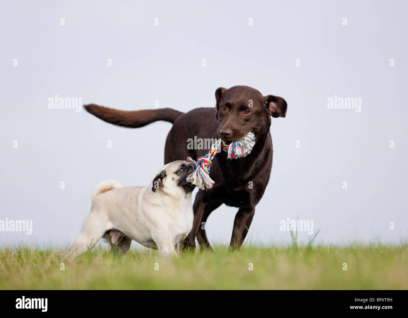Pug and Labrador Retriever playing on a meadow Stock Photo - Alamy
