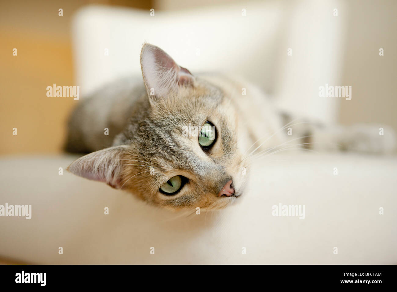 domestic cat - lying Stock Photo - Alamy