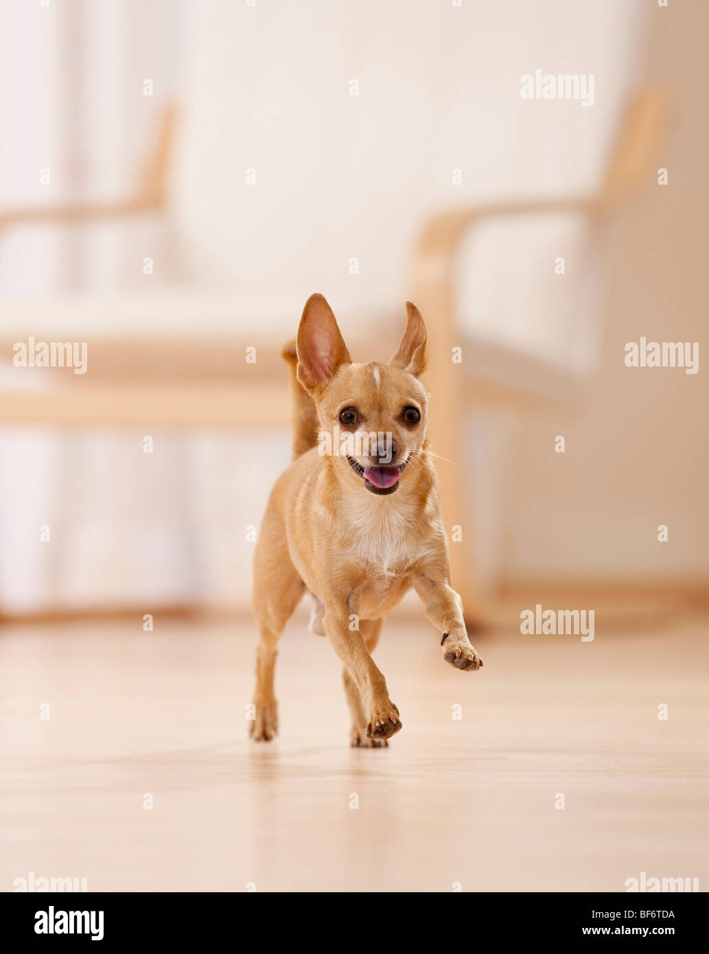 Chihuahua dog - running Stock Photo - Alamy