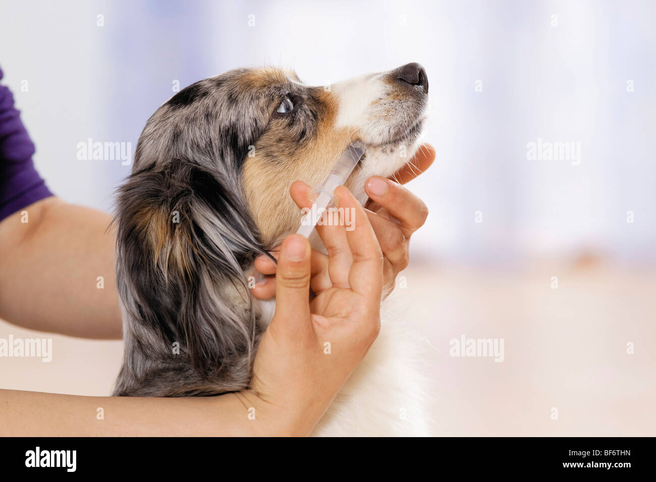young Australian Shepherd dog getting medicine Stock Photo - Alamy