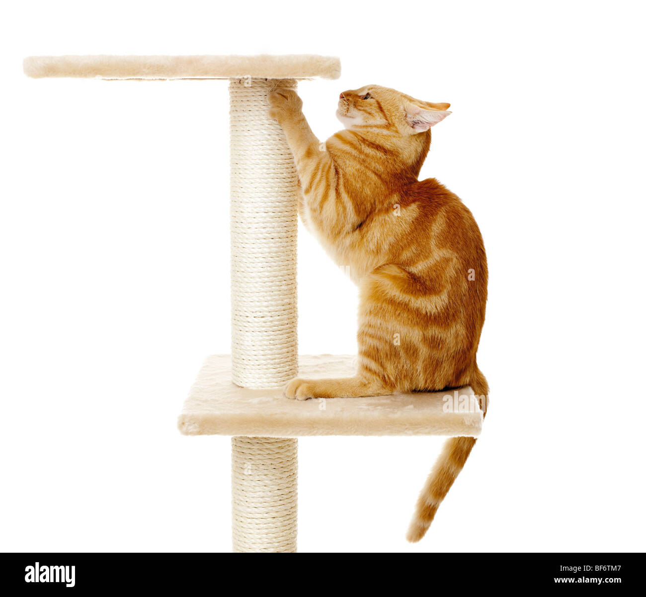 domestic cat on scratching post Stock Photo - Alamy