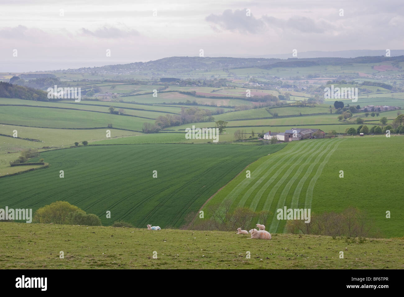 Sidmouth devon countryside hi-res stock photography and images - Alamy