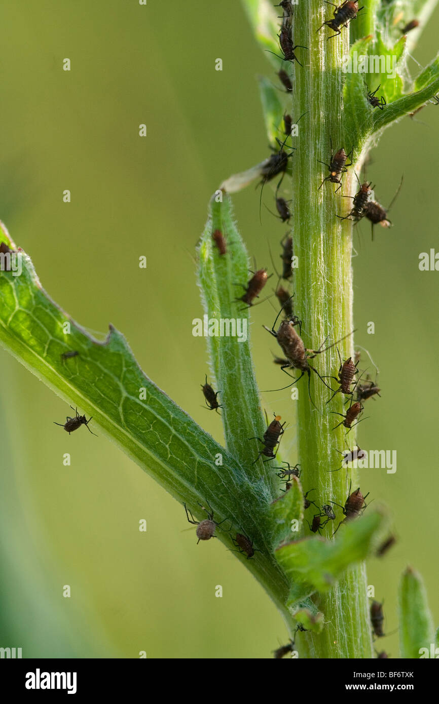 aphids at a stipe / Aphidoidea Stock Photo - Alamy