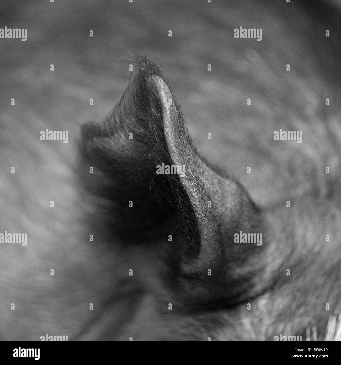 Pig ear Black and White Stock Photos & Images - Alamy