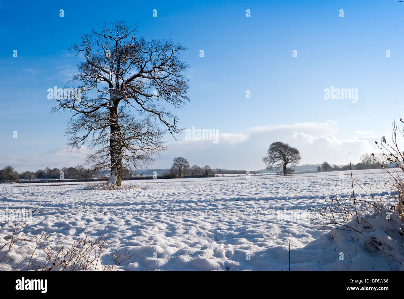 English oak tree in winter hi-res stock photography and images - Alamy