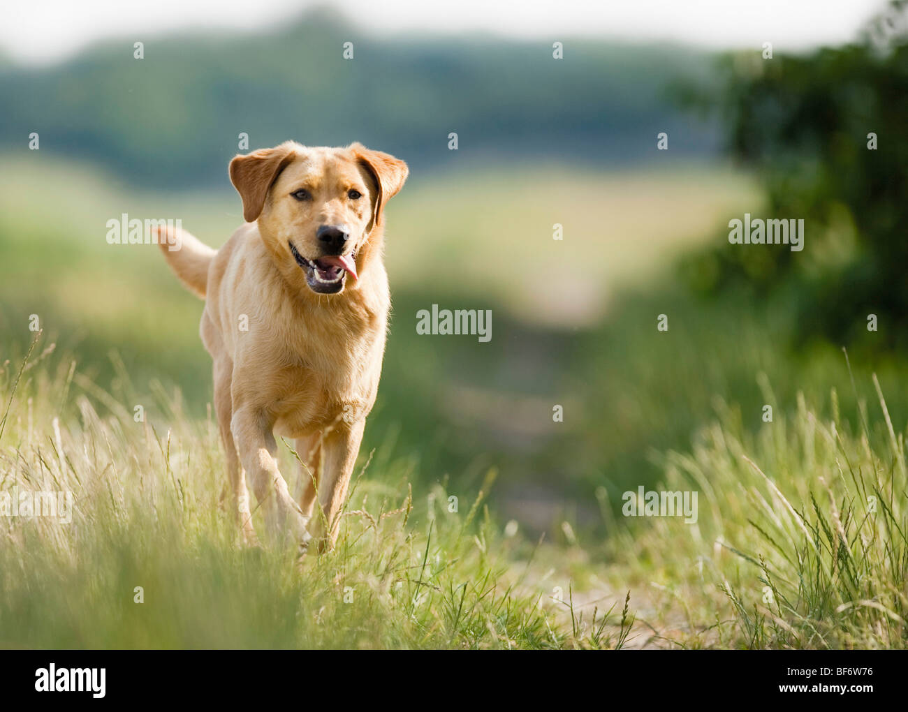 Labrador Retriever. Adult dog running in grass Stock Photo - Alamy