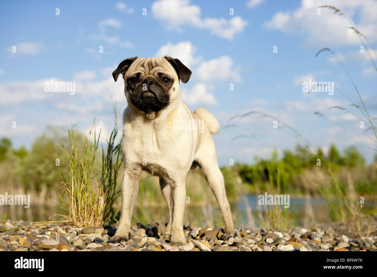 Pug standing at the shore Stock Photo - Alamy