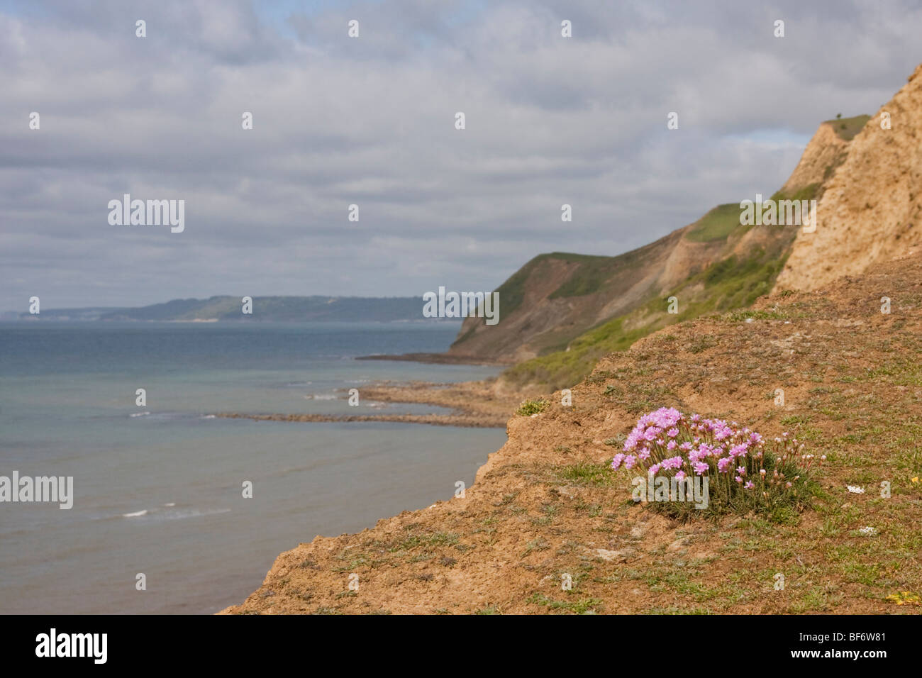 Wild flowers growing on the cliff edge near Eype in Dorset, England ...