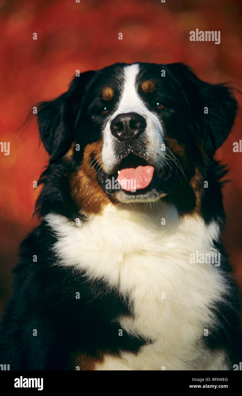 Bernese mountain dog - portrait Stock Photo - Alamy