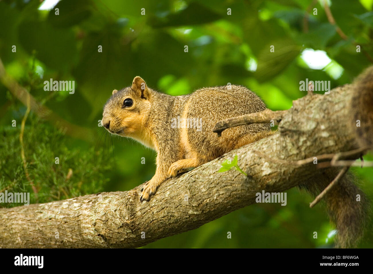 Fox squirrel hi-res stock photography and images - Alamy