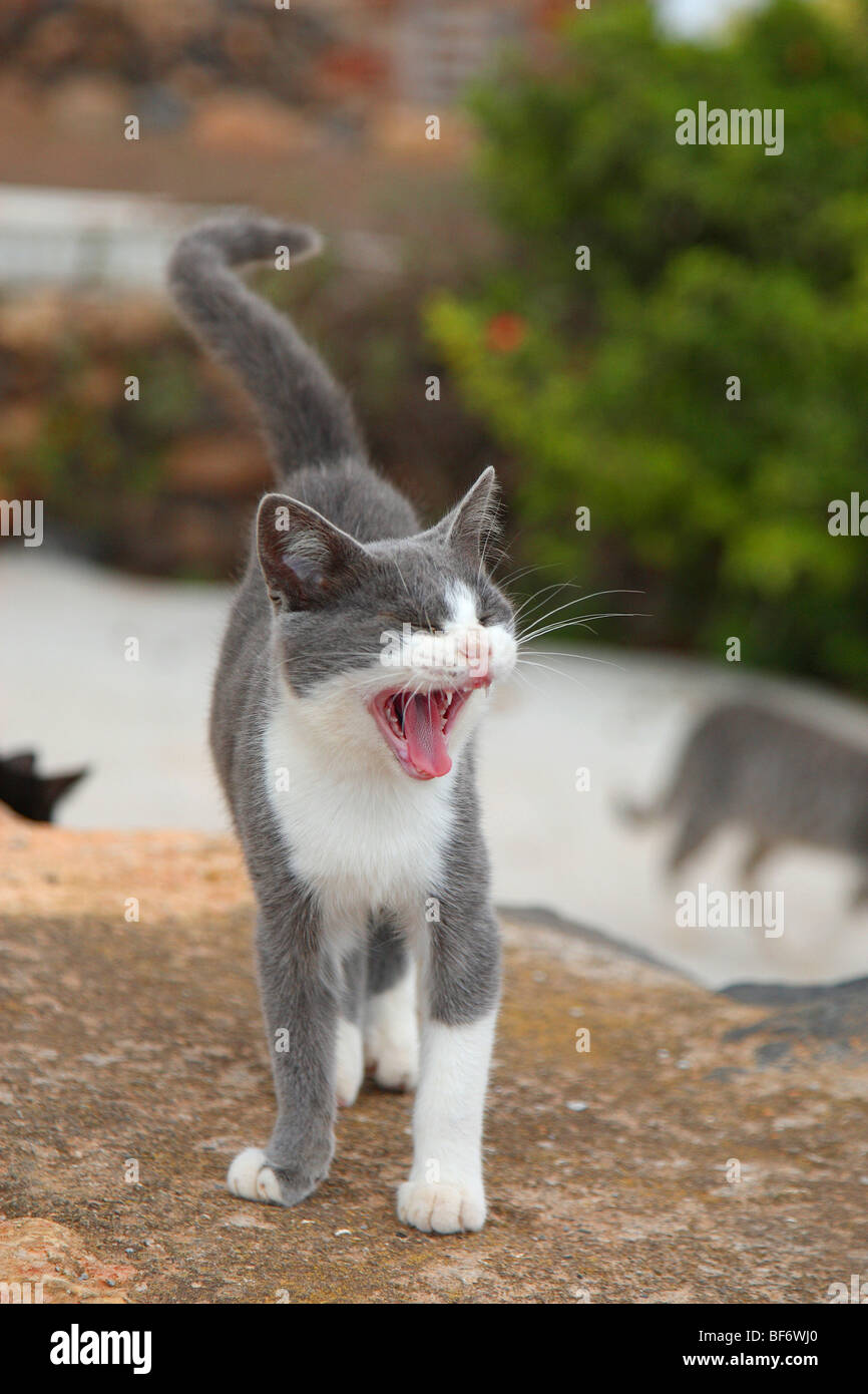 Cat meowing hi-res stock photography and images - Alamy