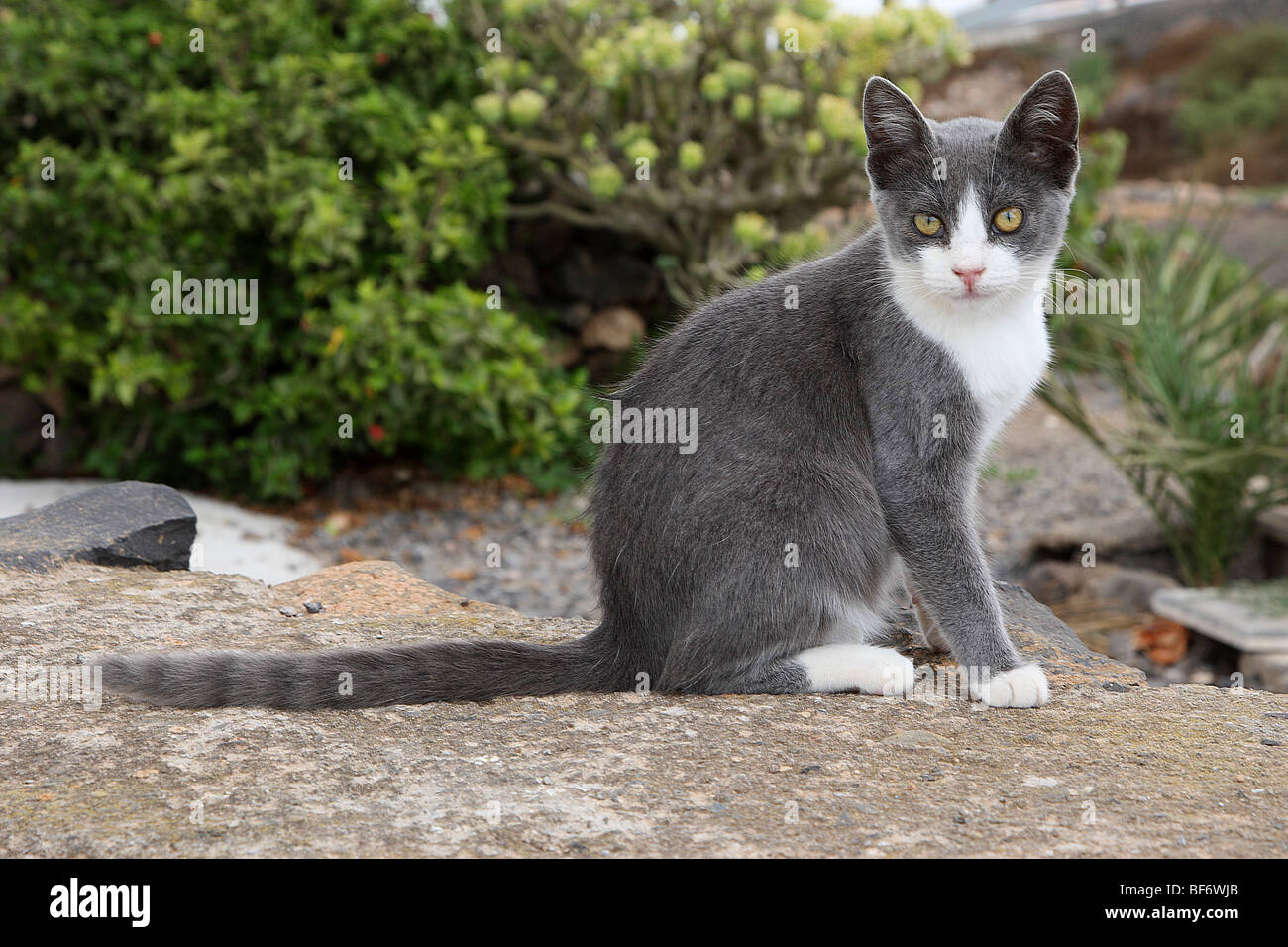 domestic cat - sitting Stock Photo - Alamy