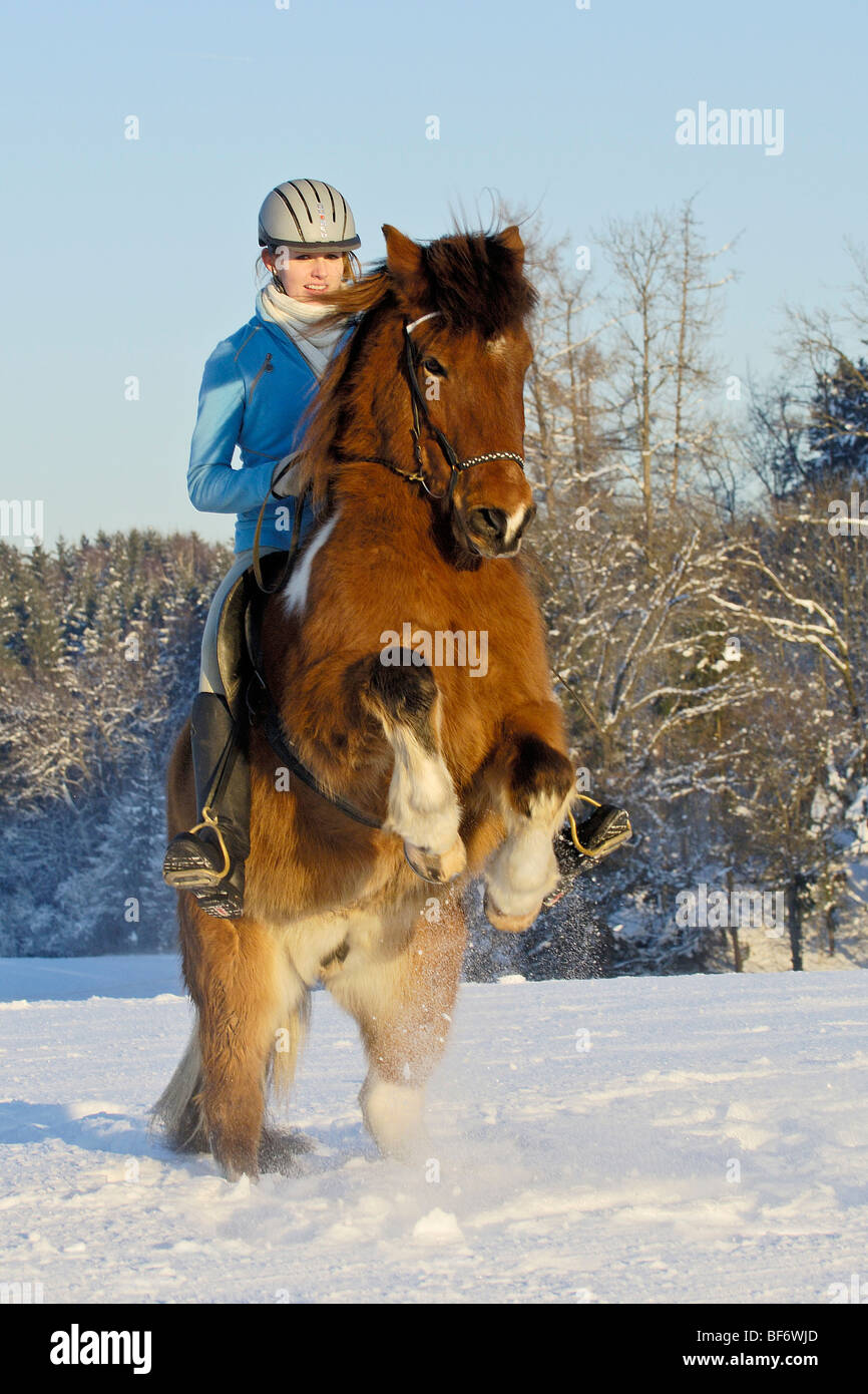 Horse rearing back hi-res stock photography and images - Alamy