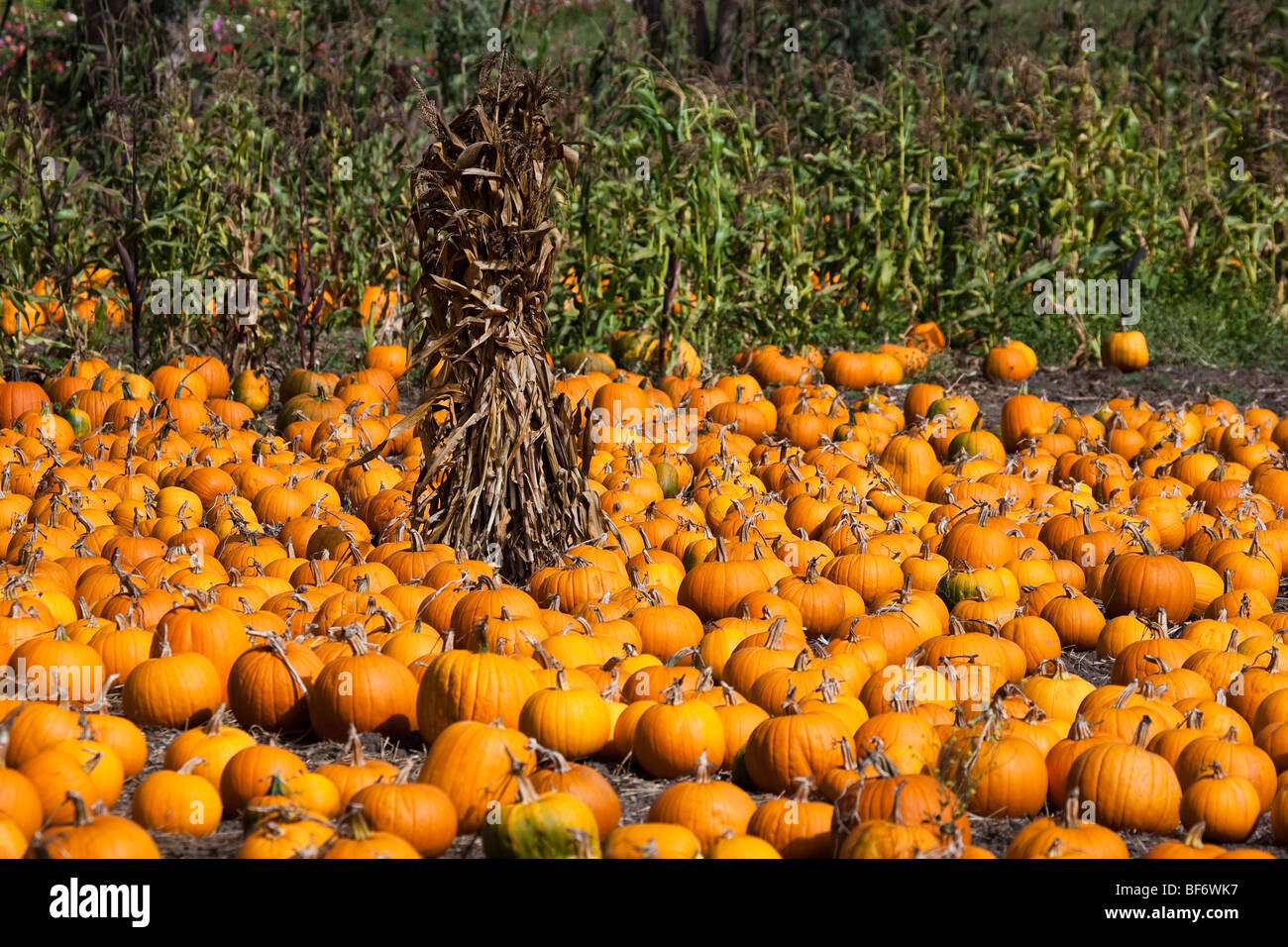 Pumpkins, Santa Cruz in California, USA Stock Photo - Alamy