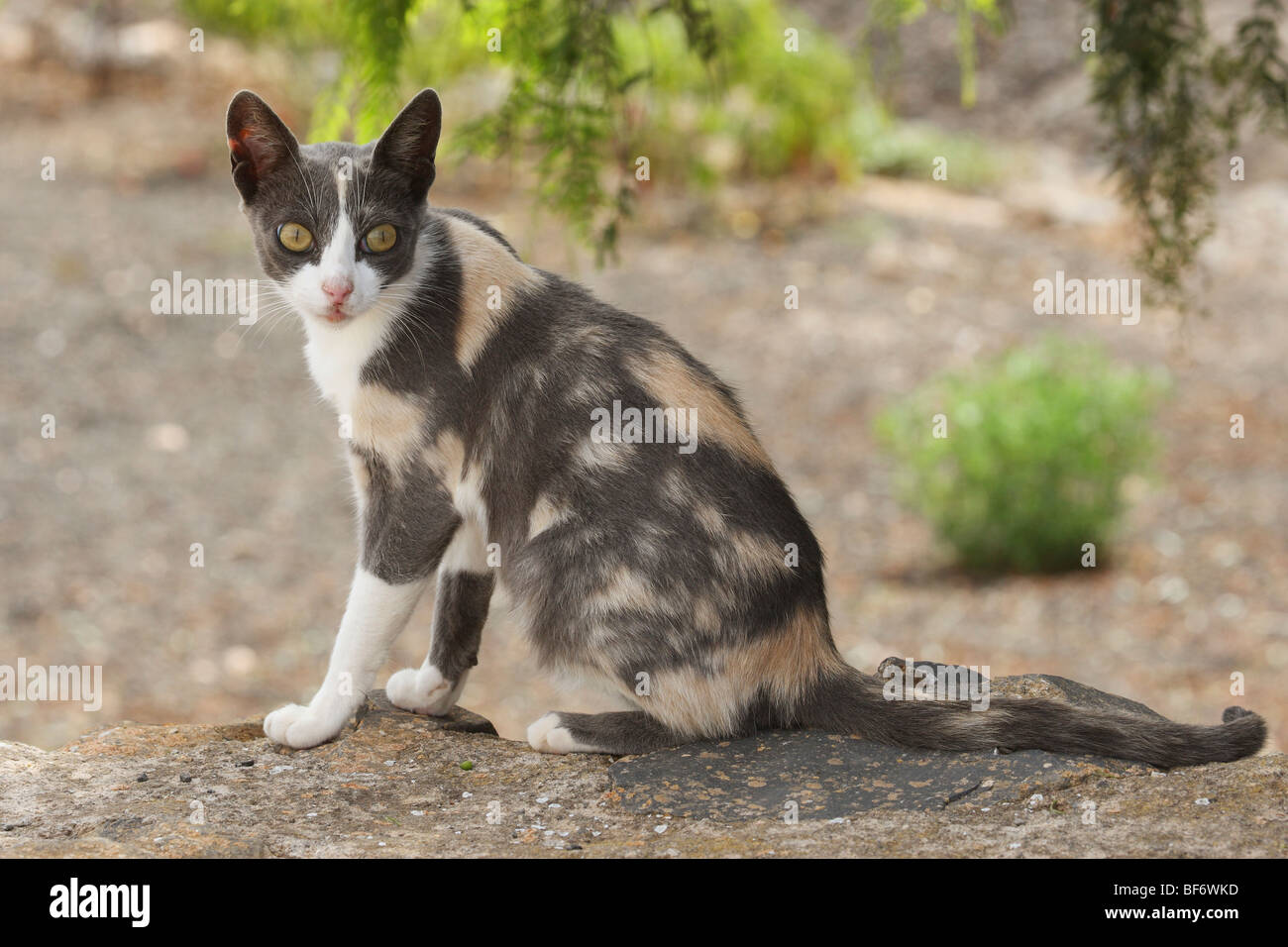 domestic cat - sitting Stock Photo - Alamy