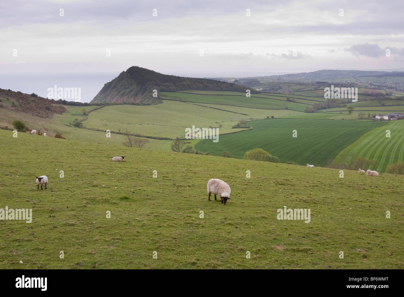 Fields along the Devon coast, England Stock Photo - Alamy