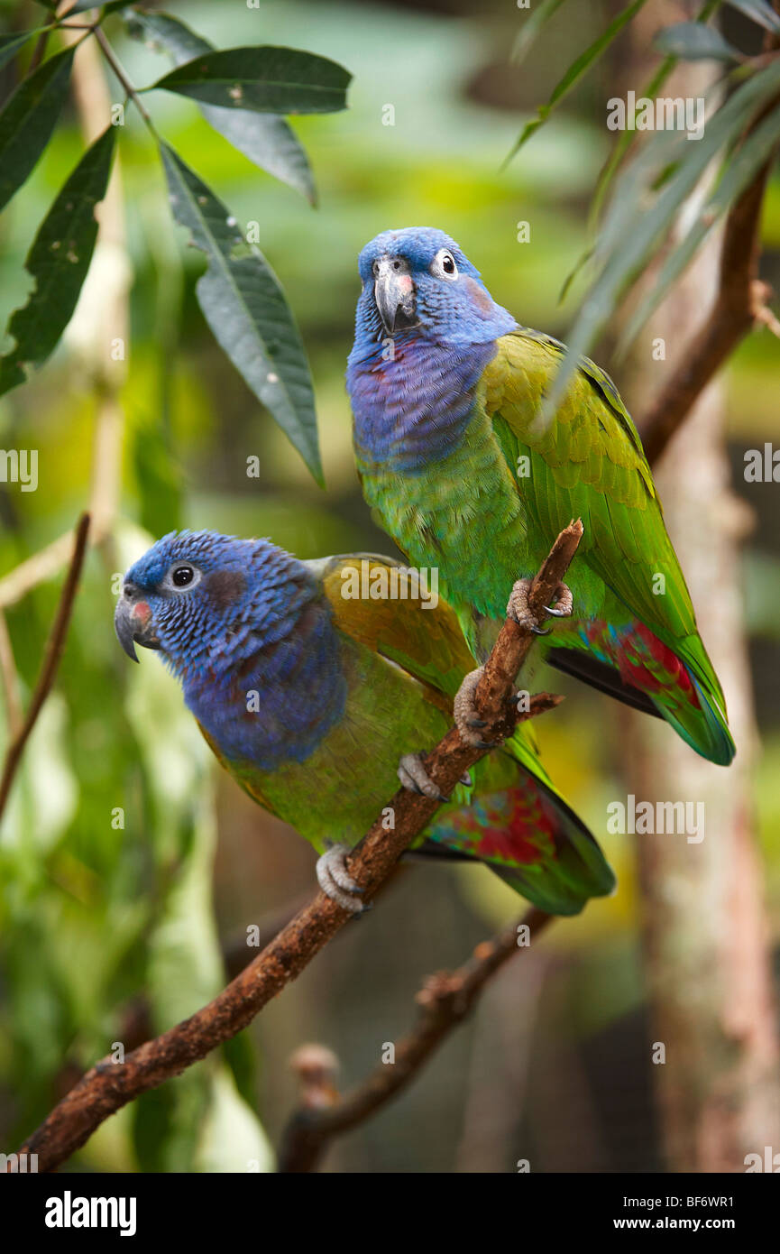 Blue-headed Parrot - couple on a branch / Pionus menstruus Stock Photo ...