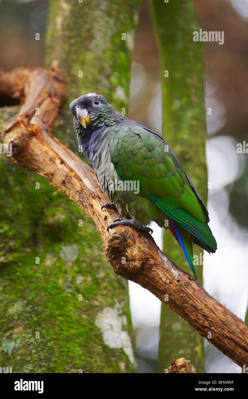 Scaly headed parrot (pionus maximiliani) hi-res stock photography and ...