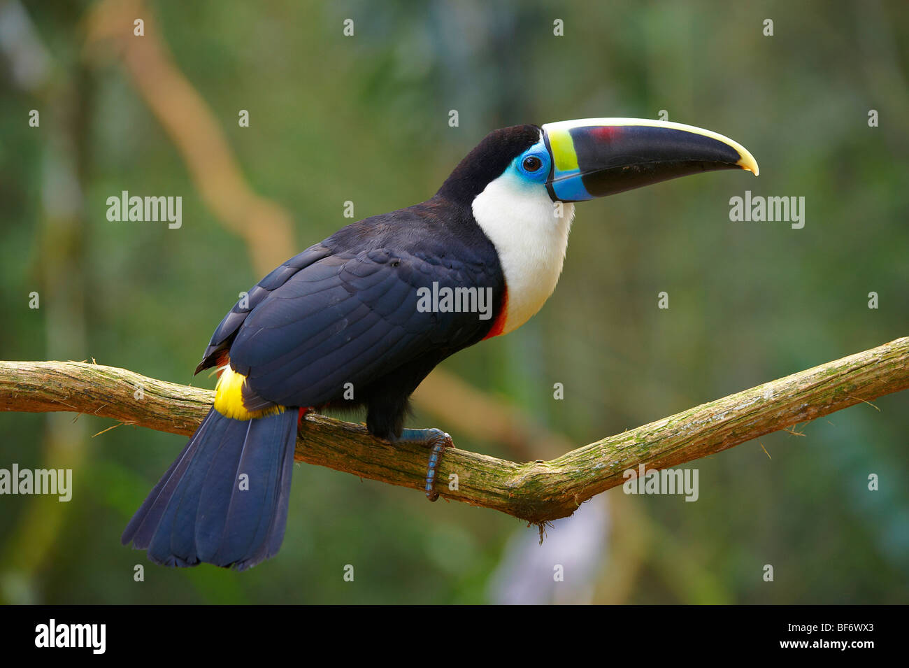 White-Throated Toucan on branch / Ramphastos tucanus Stock Photo - Alamy
