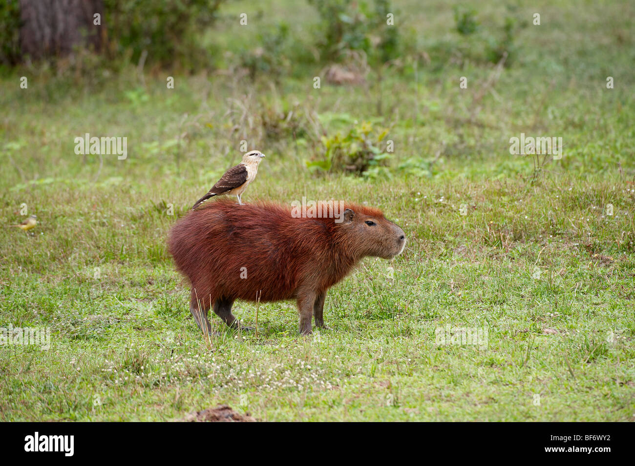 Caybara hi-res stock photography and images - Alamy