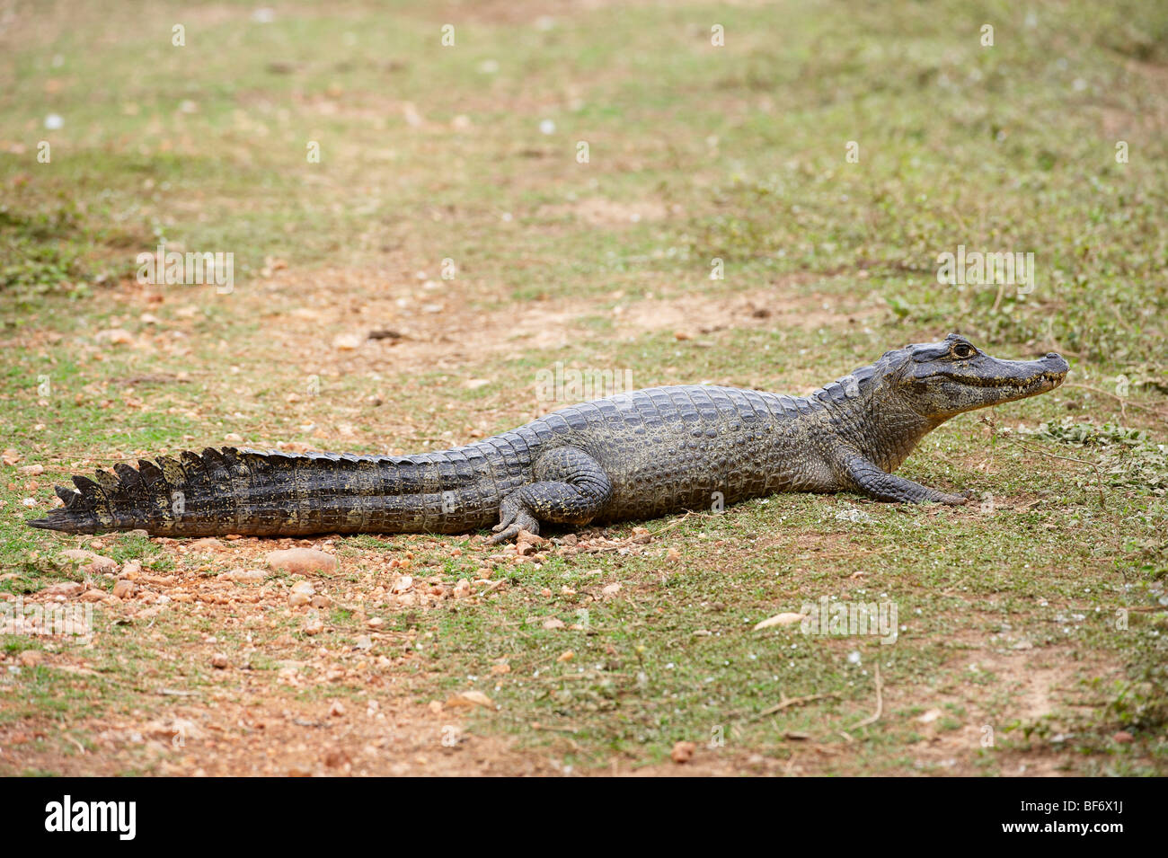 Yacare Caiman - lying / Caiman yacare Stock Photo - Alamy