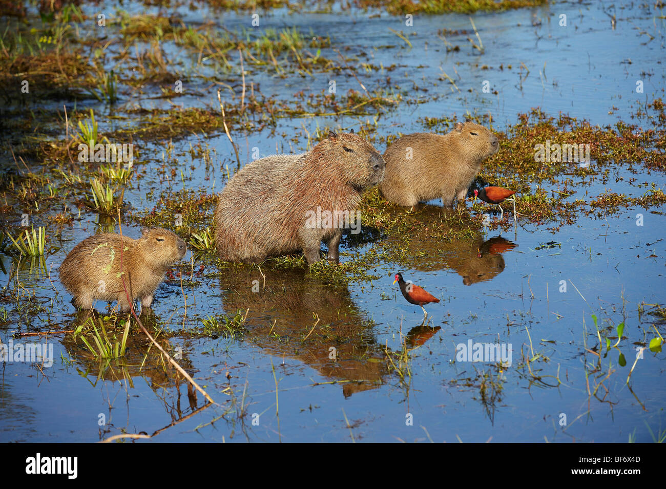 Capybara with two cubs in water / Hydrochoerus hydrochaeris Stock Photo ...