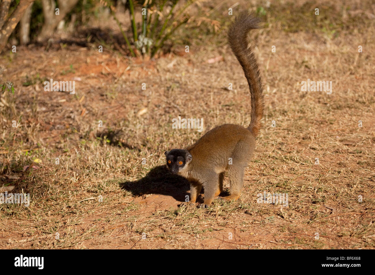 Common Brown Lemur, Wild Lemur Reserve, Antananarivo, Madagascar Stock ...