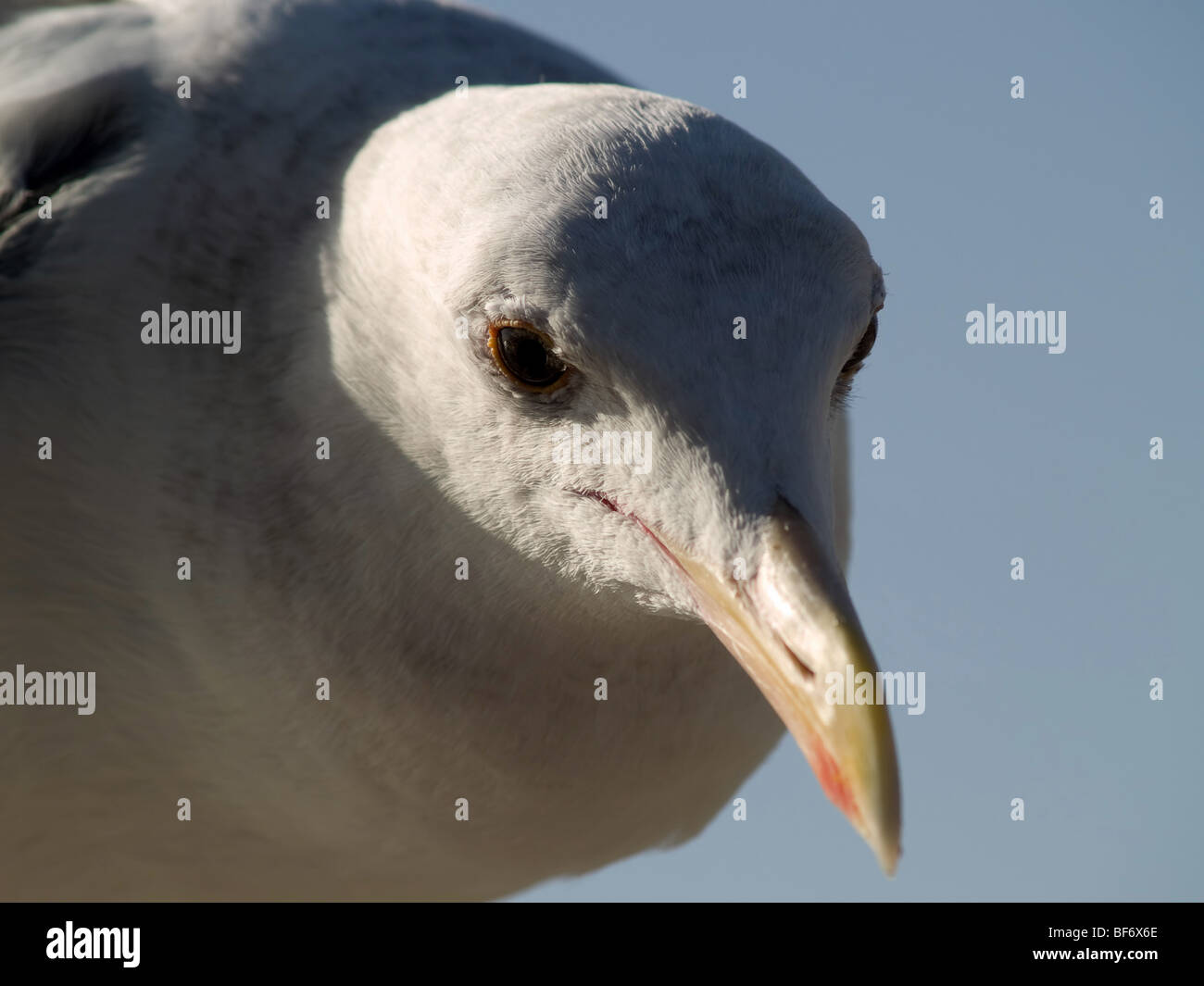 Close-up of seagull's head sitting and looking Stock Photo - Alamy