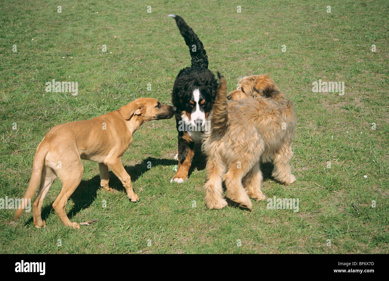 three different dogs on the meadow Stock Photo - Alamy