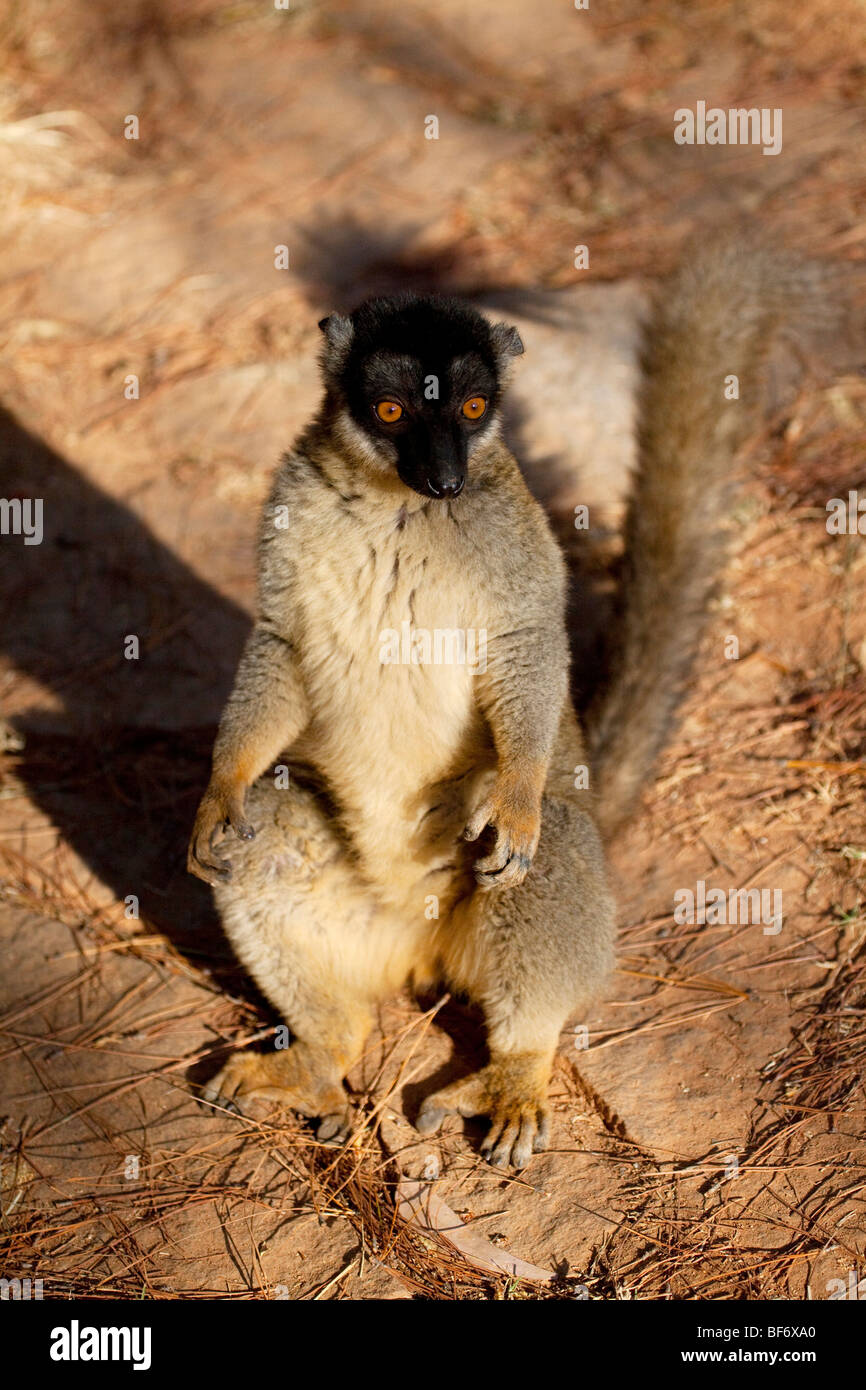 Common Brown Lemur, Wild Lemur Park, Antananarivo, Madagascar Stock ...