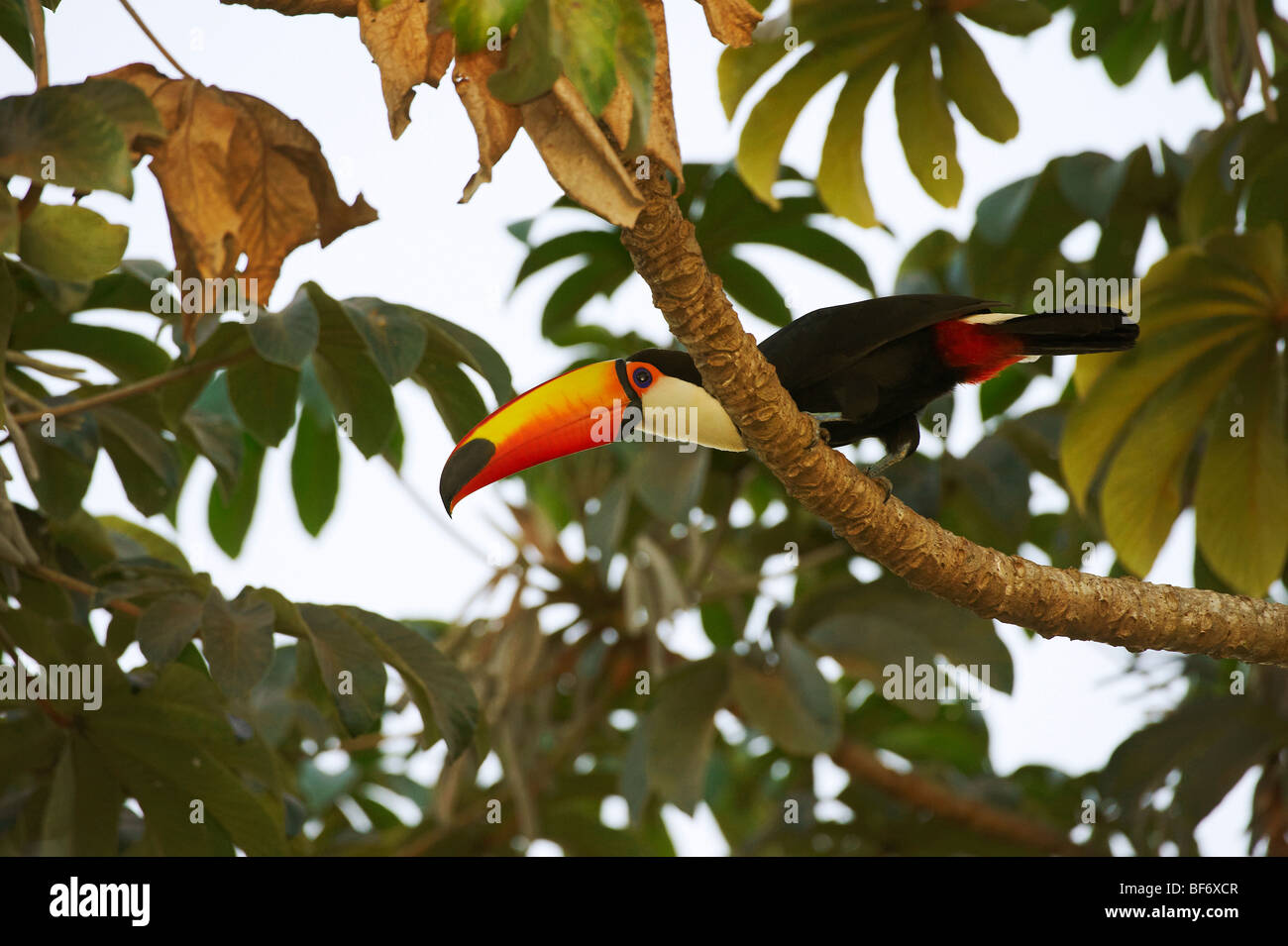 Toco toucan ramphastos toco adult hi-res stock photography and images ...
