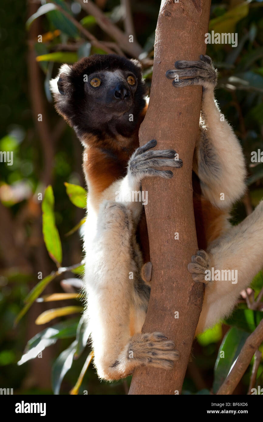 Sifaka portrait hi-res stock photography and images - Alamy