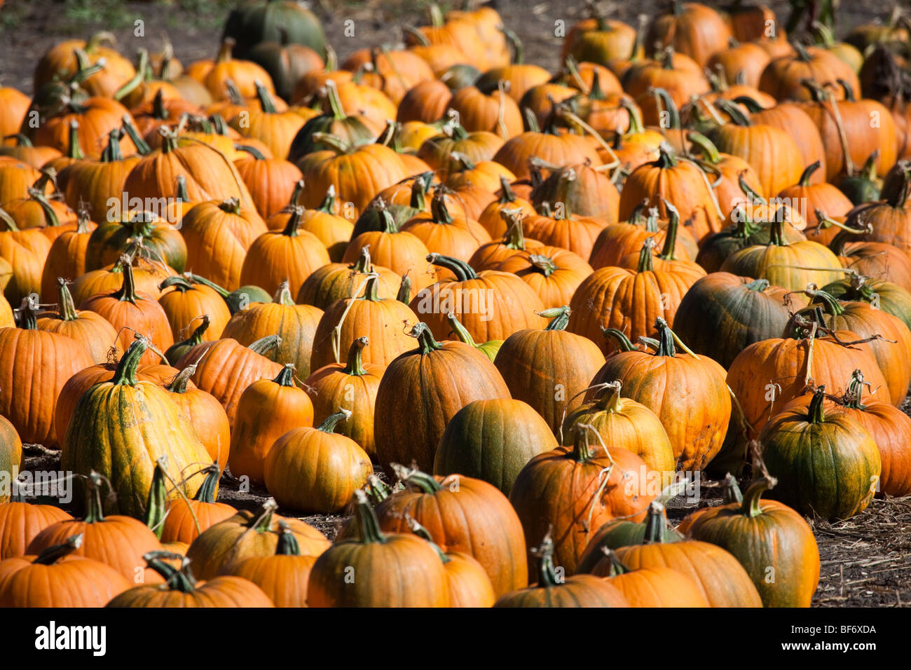 Pumpkins, Santa Cruz in California, USA Stock Photo - Alamy