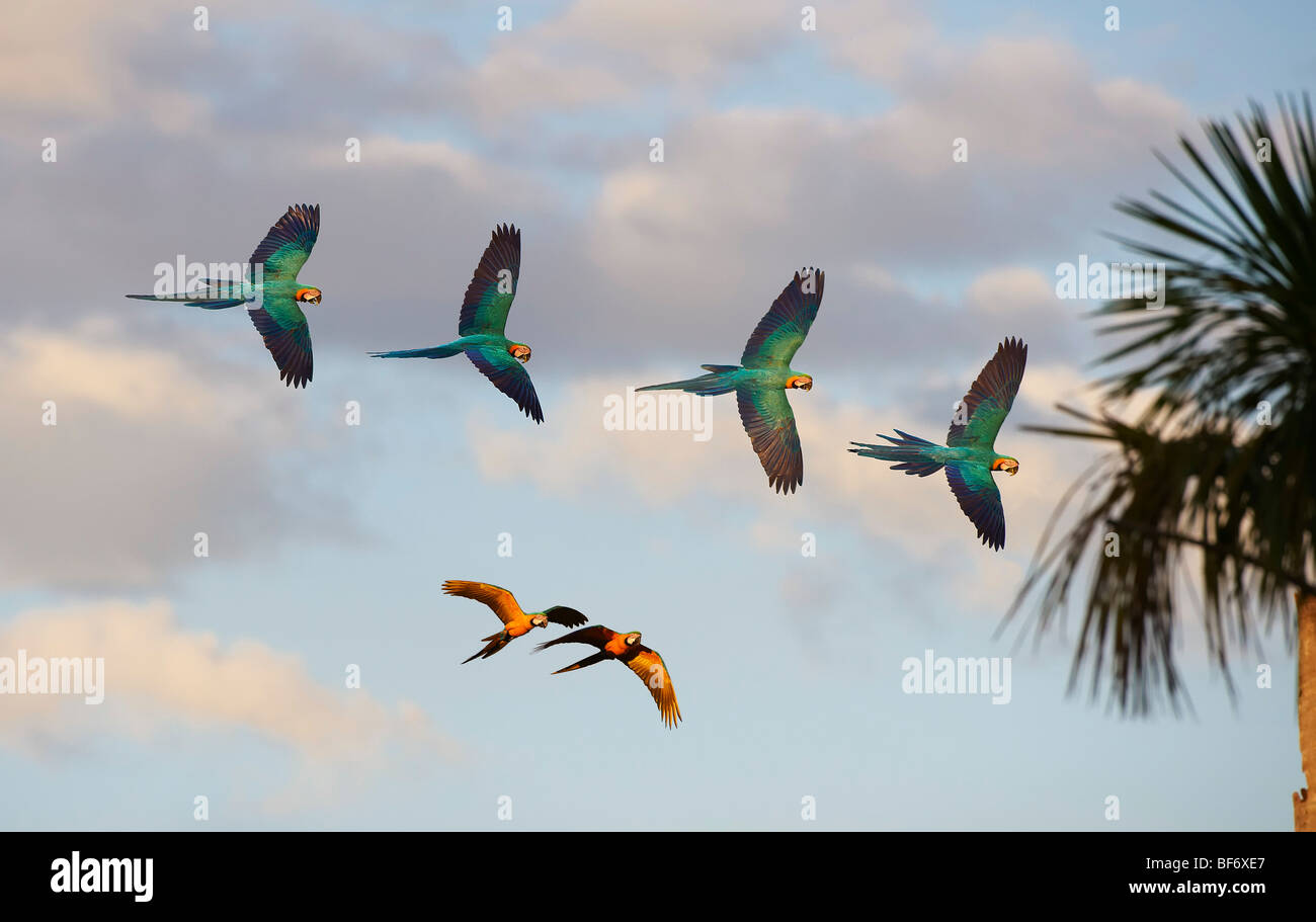 Blue-and-Yellow Macaws - flying / Ara ararauna Stock Photo - Alamy