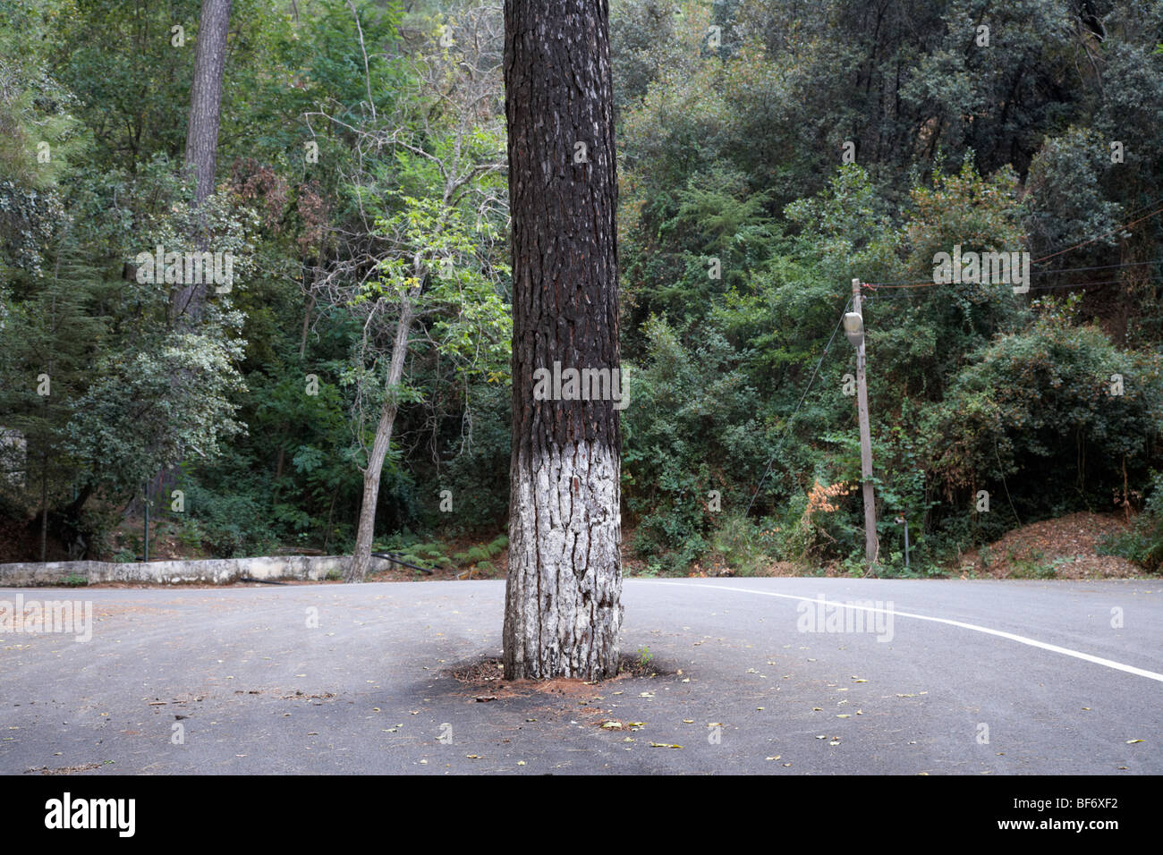 tree growing in the middle of a mountain road in the troodos mountains ...