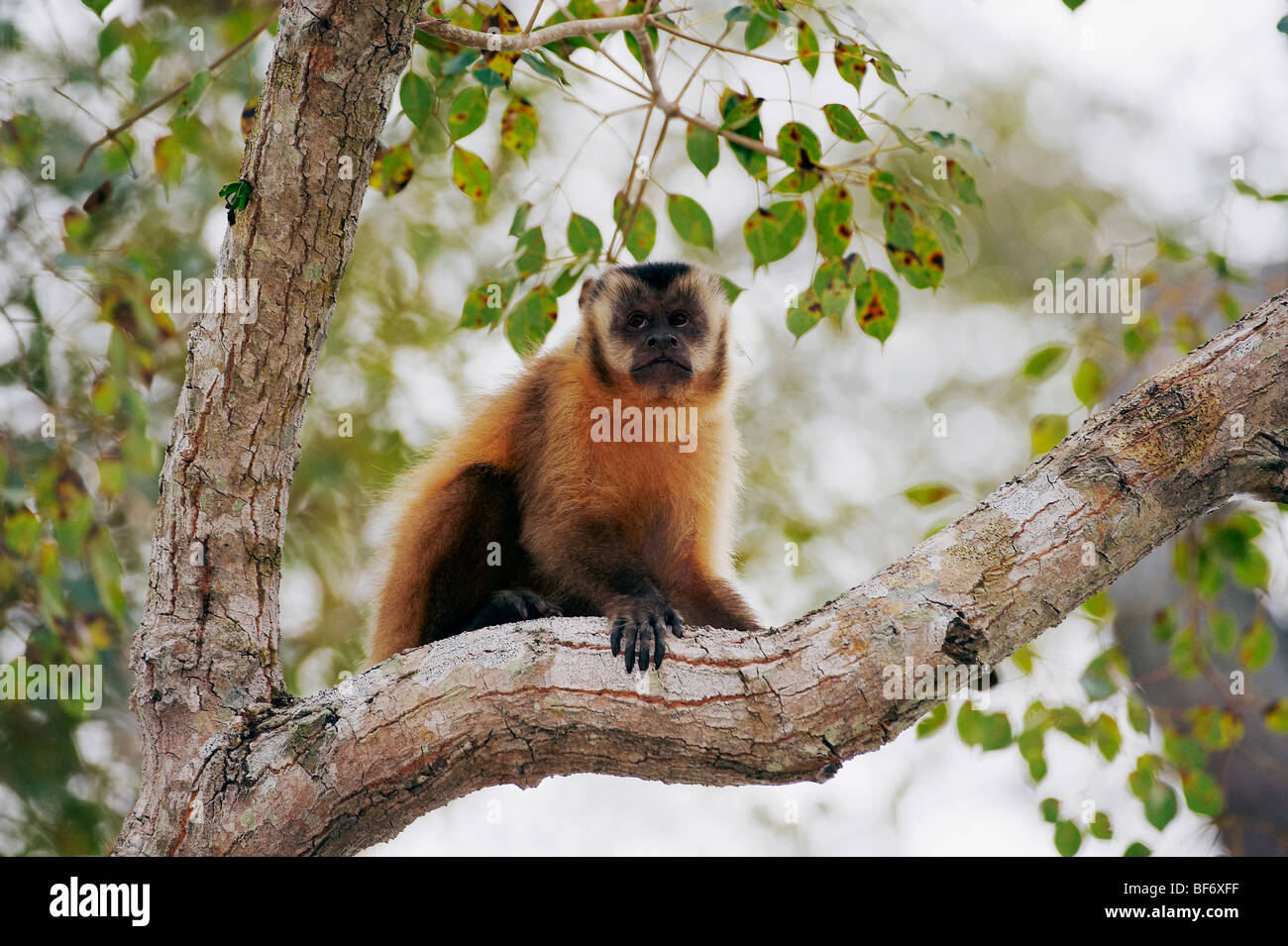Tufted Capuchin - sitting on a tree / Cebus apella Stock Photo - Alamy