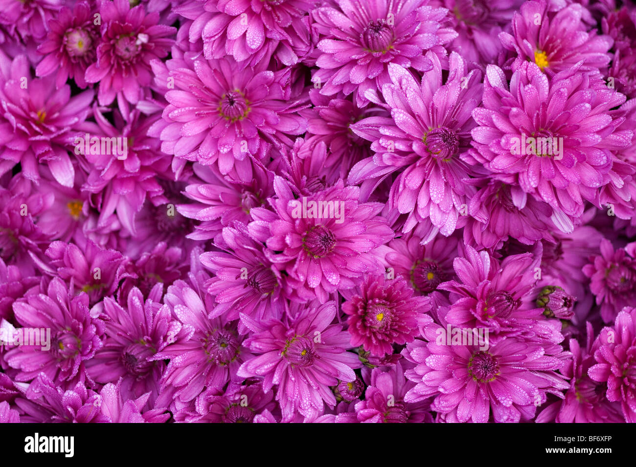 Plants mums nursery hi-res stock photography and images - Alamy