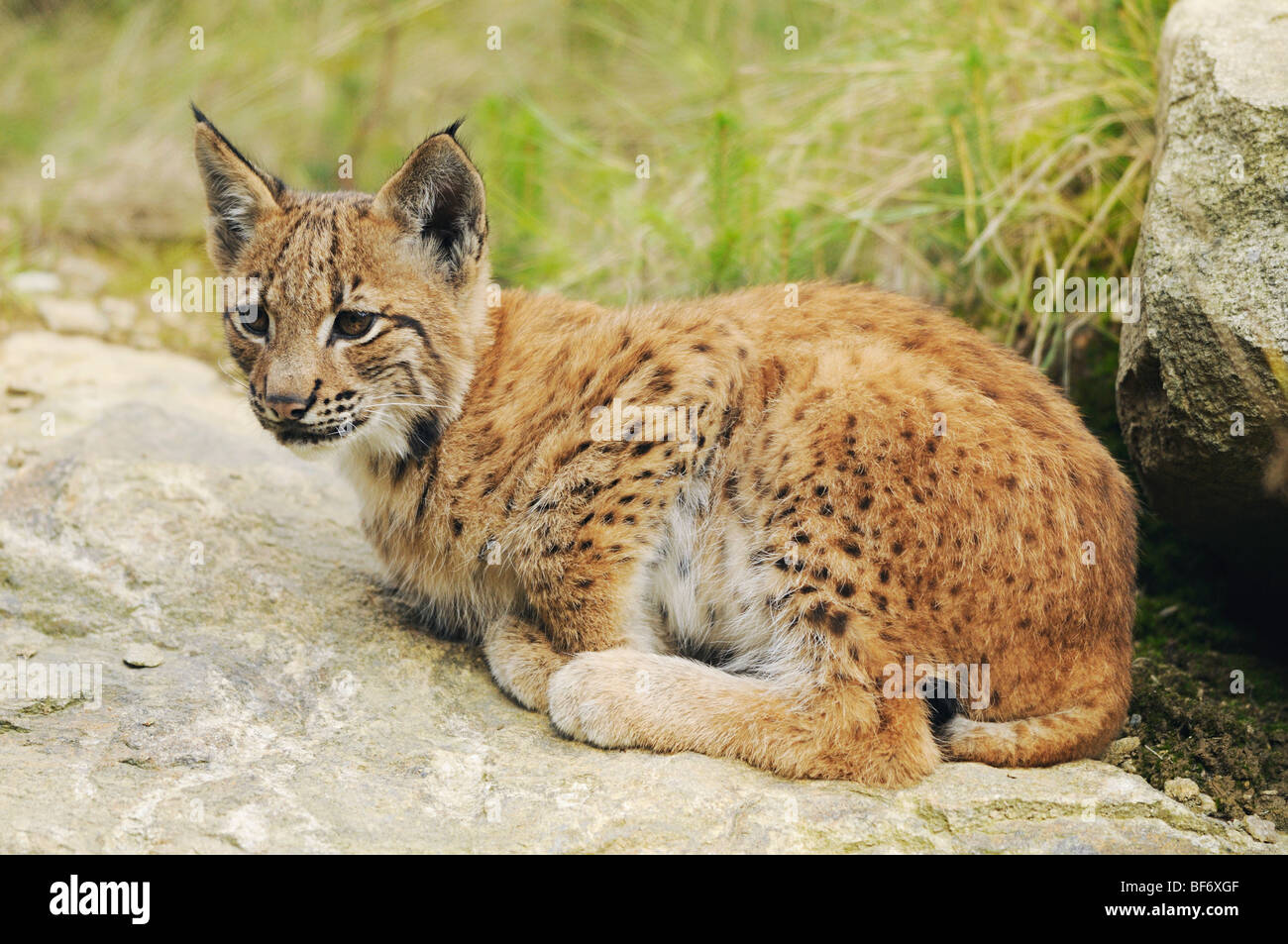 Eurasian lynx - sitting / Lynx lynx Stock Photo - Alamy